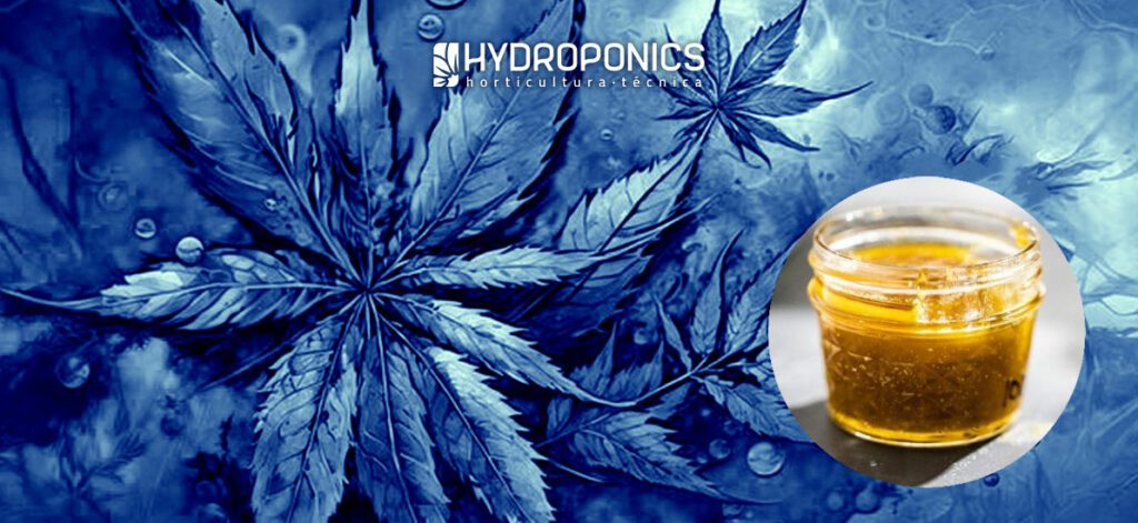 Marijuana Resin: Properties and Uses