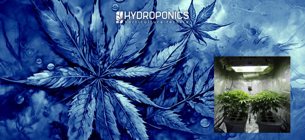 Lighting Levels in Cannabis Cultivation: A Complete Guide