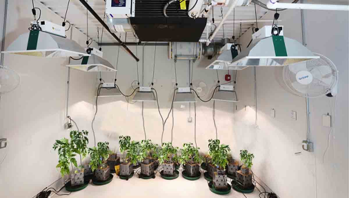 aire acondicionado en el cultivo indoor